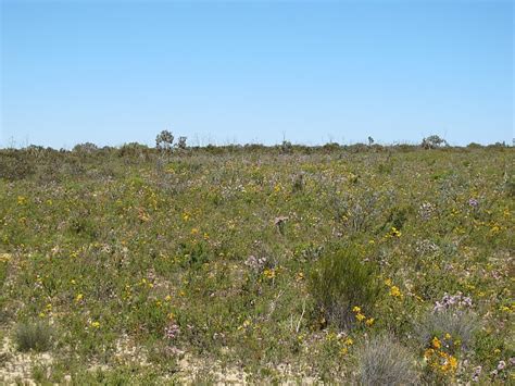 Esperance Wildflowers Daviesia Pachyphylla Ouch Bush