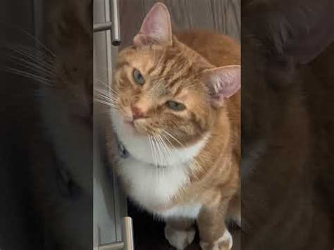 Chats with Kona the cat 😻 #cats #cute #funny #kona - YouTube