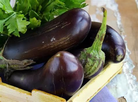 Confira o passo a passo de como plantar berinjela orgânica na sua horta