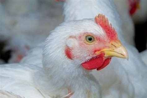 Responsible Protein Sourcing In Asia Baseline Benchmark Asia