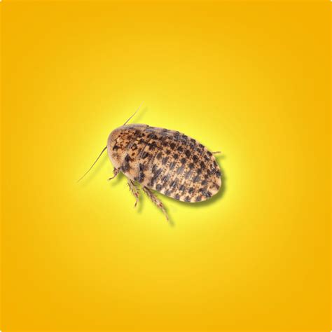 Discoid Roaches For Sale Healthy Legal Live Arrival Guaranteed