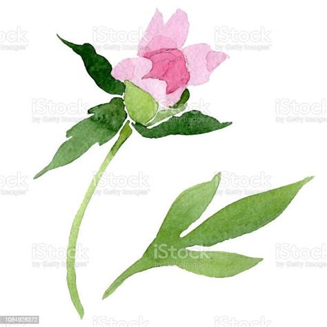 분홍색 모란 수채화 배경 그림 설정 합니다 수채화 그리기 패션 해당 격리입니다 그리기에 대한 스톡 벡터 아트 및 기타 이미지 그리기 꽃 식물 꽃봉오리 Istock