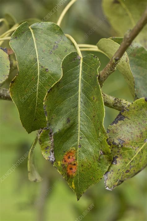 European Pear Rust Stock Image C058 3917 Science Photo Library