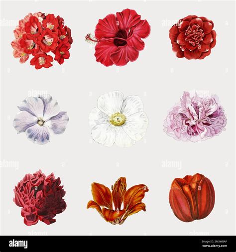 Rhododendron Flowers Stock Vector Images Alamy