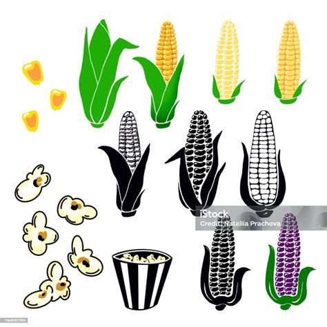 녹색 잎 곡물 팝콘 터지는 검은 흰색 옥수수 옥수수 흰색 배경에 스트립 상자 패키지와 손으로 그린 노란색 옥수수 Cobs 옥수수 속대에 달린 옥수수에 대한 스톡 벡터 아트