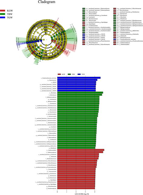 Lefse Analysis Of Biofilm Bacteria Lda 4 Download Scientific Diagram