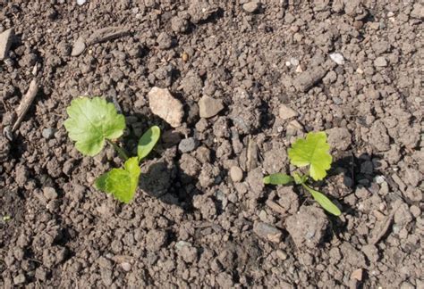 Sowing Parsnip Seeds In 3 Simple Steps Uk