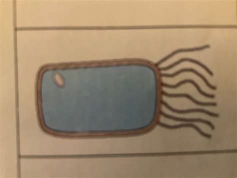 Intergrated Science Final Study Guide Flashcards Quizlet