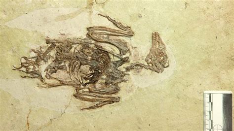 120 Million Year Old Fossil Shows Modern Bird Skull Evolved From A