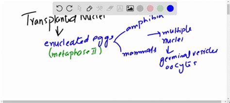 Scientists Cannot Determine The Sex Of An Embryo Before It Is Implanted In The Recipient Female