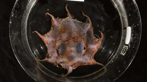 Nova Espécie De Polvo Dumbo é Descoberta A 1 500 Metros De Profundidade Na Costa Da Austrália