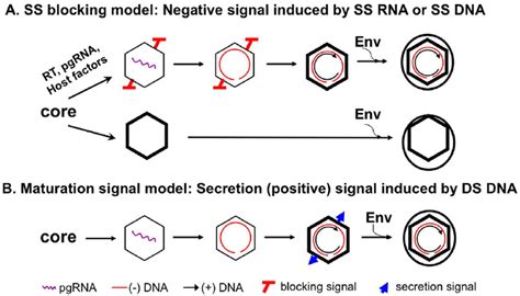 The Single Strand Blocking Hypothesis For Selective Hepadnavirus Virion Download Scientific