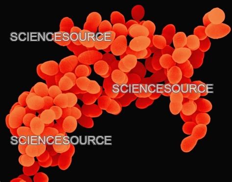 Staphylococcus Aureus Scanning Electr Stock Image Science Source Images
