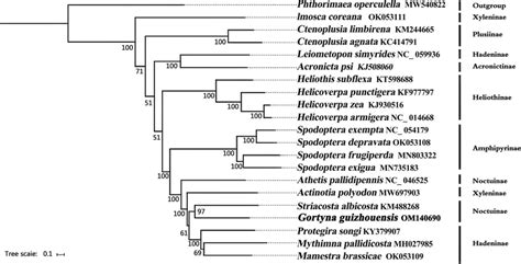 Phylogenetic Tree Based On 13 Mitochondrial Protein Coding Genes Of 21
