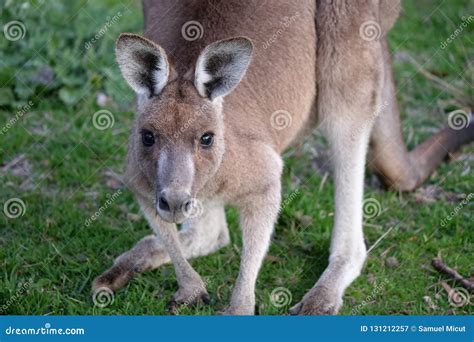 Portrait Of Eastern Lubber Grasshopper Lubber Grasshopper Romalea