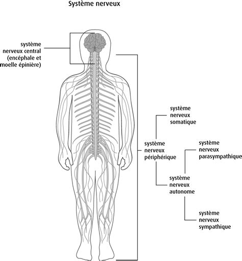Anatomie Du Système Nerveux Récap Ide