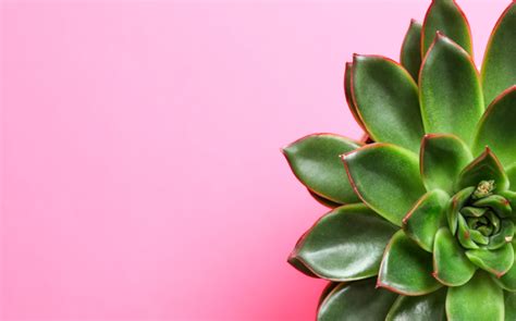 Como cultivar suculentas 5 dicas que você precisa conhecer ABC Garden