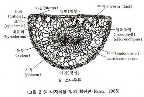 내건성과 내한성이 강한 솔잎의 구조 네이버 블로그