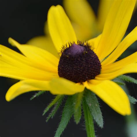 Sarah Schaefer Youtube