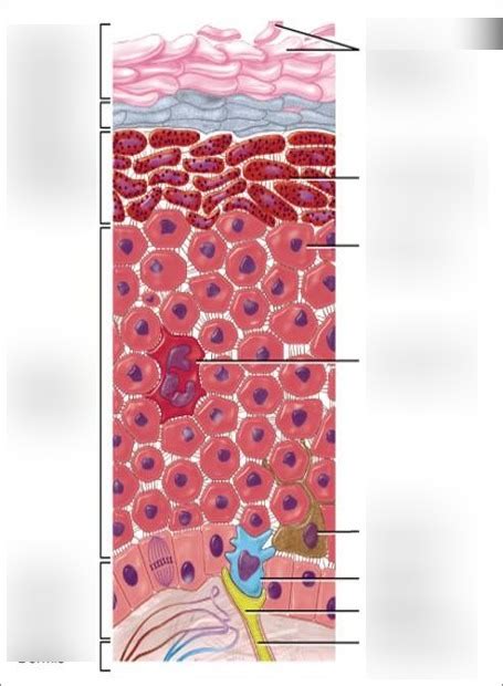 Layers Of Keratinized Epith Tissue Label Diagram Quizlet