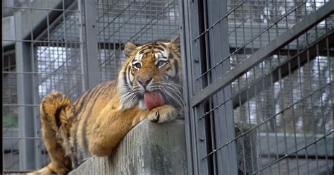 Siberian Tiger Kills Zookeeper In Front Of Visitors Cbs News