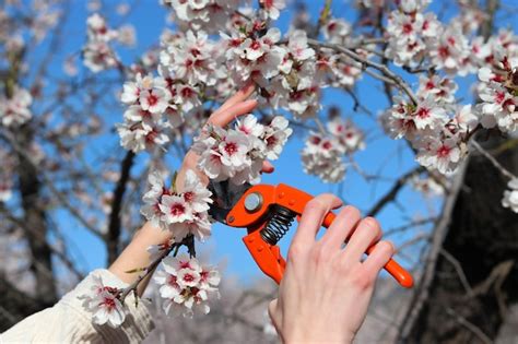 Premium Photo Women S Hands Up Close With Pruning Scissors Pruning A Flowering Almond Tree