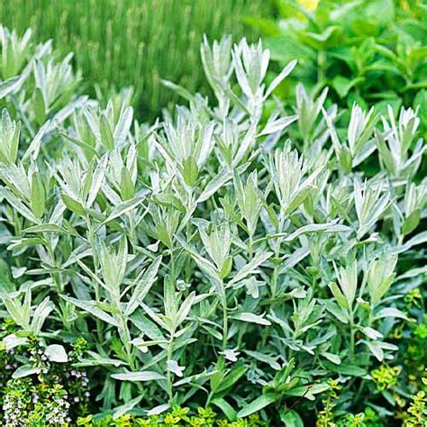 Артемизия (полынь) Silver Queen🌷 - купить корневища и саженцы в горшках ...