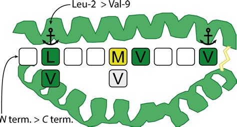 Favored Amino Acid Positions Within The Hla A0201 Peptide Binding