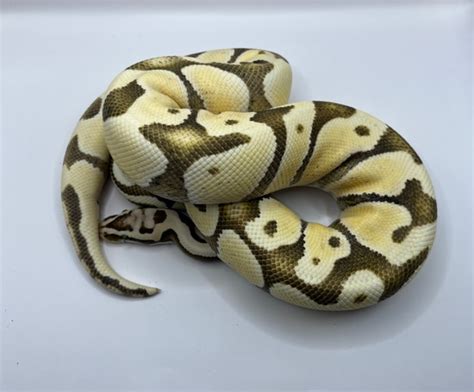 Breeder Pastel Enchi Desert Ghost Ball Python By Berserker Pythons