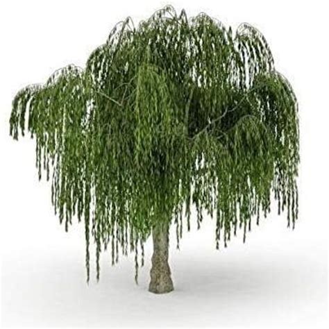 Green Dragon Dwarf Australian Bonsai Willow Tree Etsy
