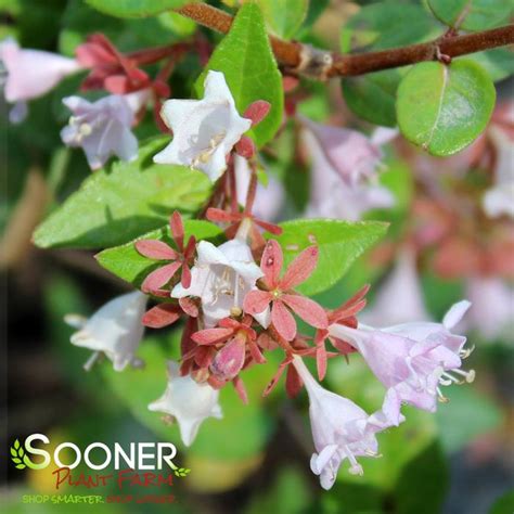 Raspberry Profusion™ Abelia Sooner Plant Farm