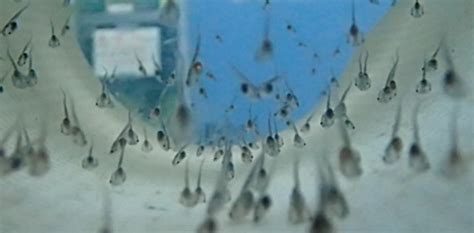 How Tadpoles Advance The African Clawed Frog Invasion