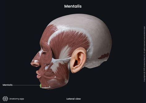Mentalis Anatomy App