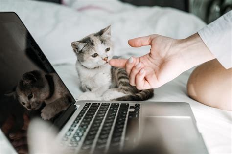 Trabajo Independiente Desde Casa Gato Juega Con La Computadora Portátil