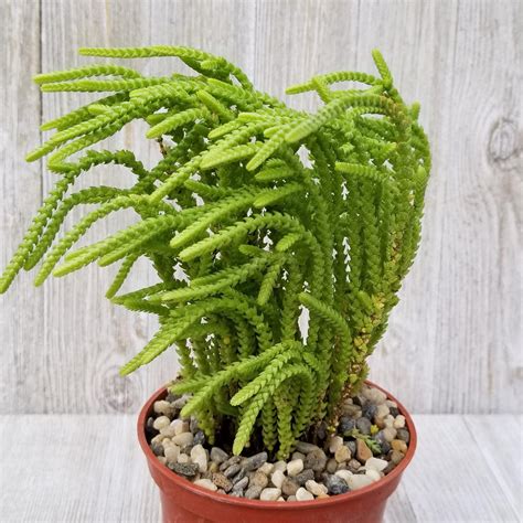 Watch Chain Crassula Muscosa Lycopodioides Shop At Planet Desert