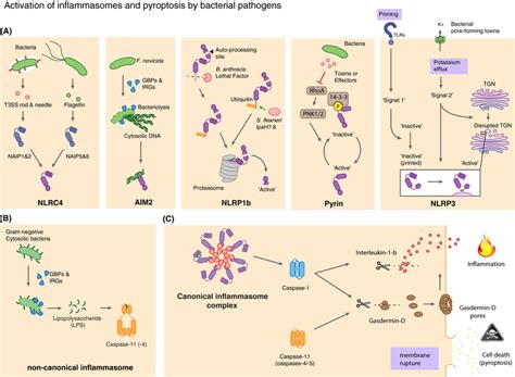 Schematic Overview Of Inflammasome Activation And Pyroptosis During