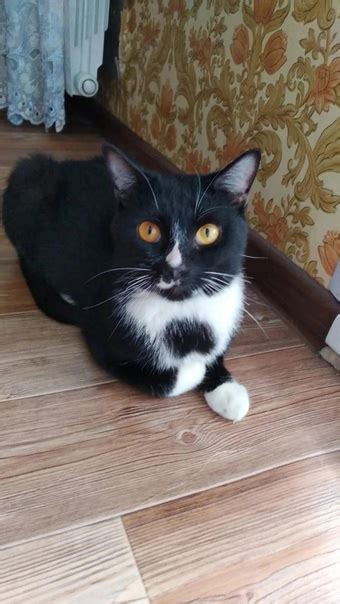 Молодой котик Тишка мечтает обрести дом Кот комплексно обработан кастрирован не привередлив в