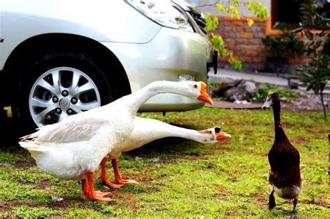 Dialog Donal Bebek Dan Agus Angsa Kupoto Dunia