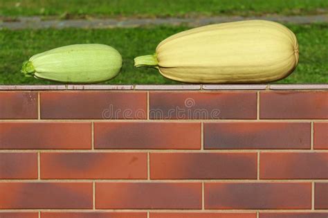 Cucurbit Vegetables Collected In The Home Garden Ripe Autumn