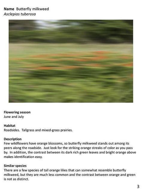 A Field Guide To Roadside Wildflowers At Full Speed Rdoubanread