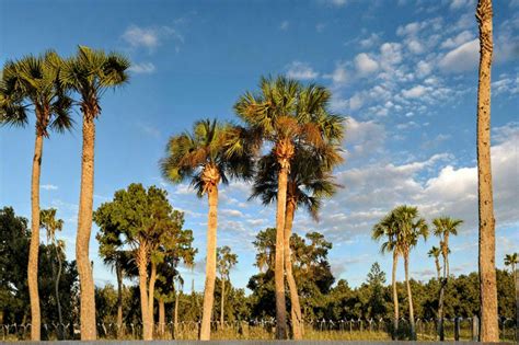 California Fan Palm Seeds Drought Tolerant Native Palm Tree 5 Seed
