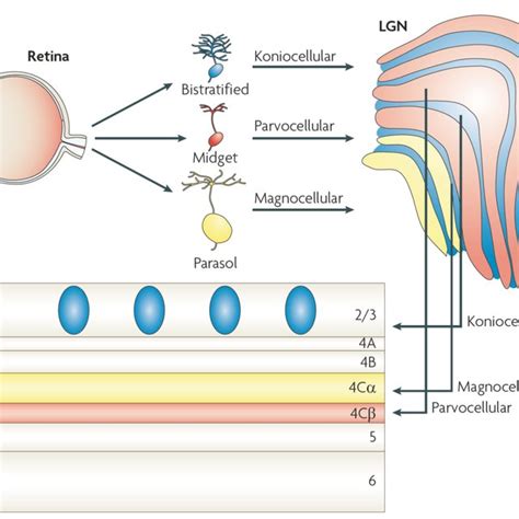 4 Anatomy Of The Visual Motion Pathway In The Macaque Brain Reprinted