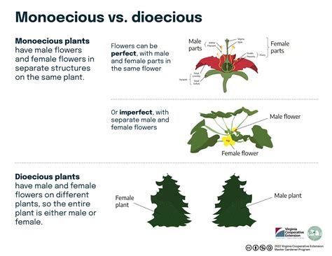 Bo Virginia Cooperative Extension Master Gardener Program