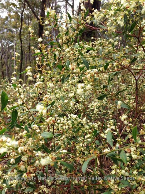 Acacia Myrtifolia Myrtle Wattle Diversity Native Seeds