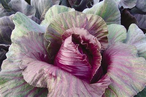 Red Cabbage Kalibos 200 Pointed Head Seeds Viridis Hortus