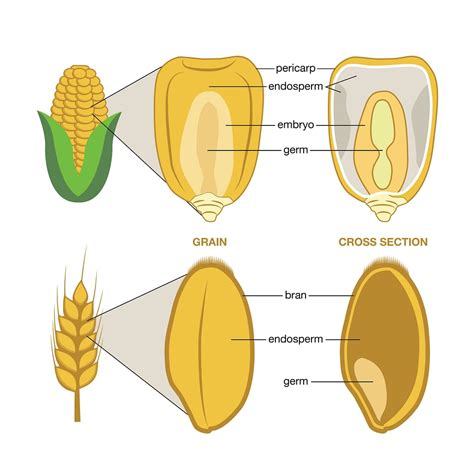 Winter Wheat Vs Spring Wheat Seed