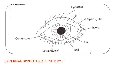 Eye Structure And Function [csec Hsb]
