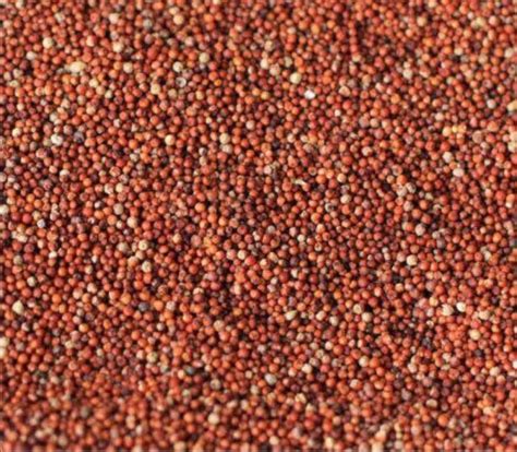 Red Natural Finger Millet Seeds For Cooking Cattle Feed Packaging