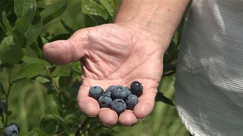 Video Borovnice Super VoĆe Koje Čuva Zdravlje Kozarski Vjesnik