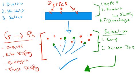 Dr Jones Directed Evolution Diagram Quizlet